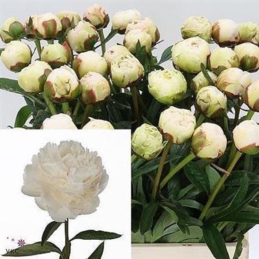 Peony Bowl Of Cream 45cm | Wholesale Dutch Flowers & Florist Supplies UK