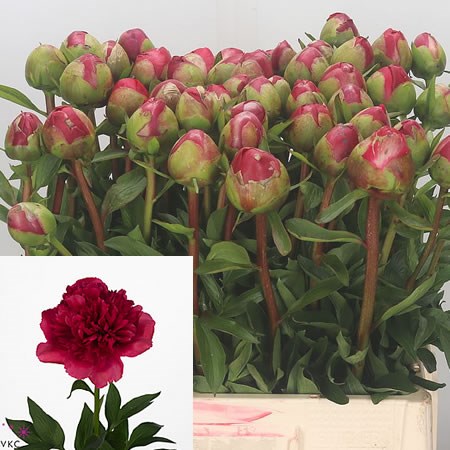 Peony Command Performance 60cm | Wholesale Dutch Flowers & Florist ...