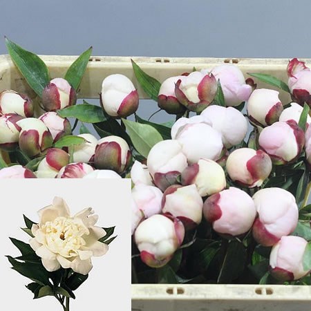 Peony Immaculee 55cm | Wholesale Dutch Flowers & Florist Supplies UK