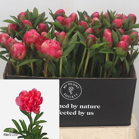 Peony Lorelei 55cm | Wholesale Dutch Flowers & Florist Supplies UK