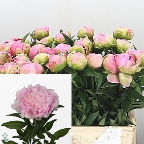 Peony Pink Giant 50cm | Wholesale Dutch Flowers & Florist Supplies UK
