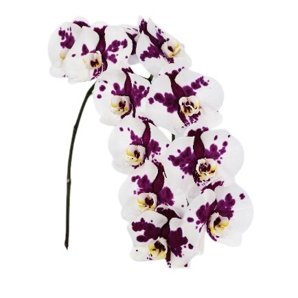 Phalaenopsis Orchid - Kimberley | Wholesale Dutch Flowers & Florist ...