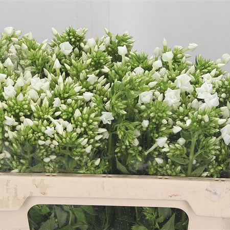 Phlox Icecap 50cm | Wholesale Dutch Flowers & Florist Supplies UK