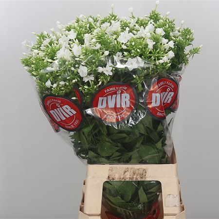Phlox Icecap 70cm | Wholesale Dutch Flowers & Florist Supplies UK