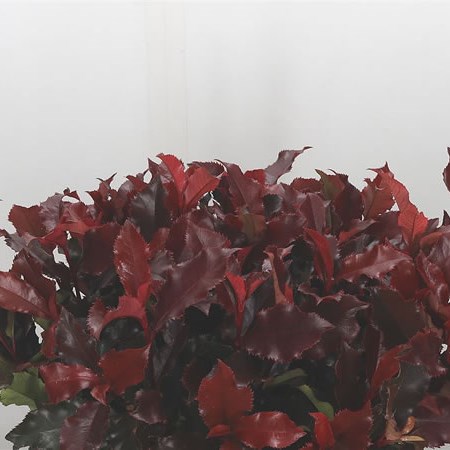 Photinia Magical Volcano 50cm | Wholesale Dutch Flowers & Florist ...