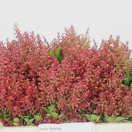 Pieris Red 30cm | Wholesale Dutch Flowers & Florist Supplies UK
