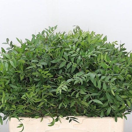 Pistache 55cm | Wholesale Dutch Flowers & Florist Supplies UK