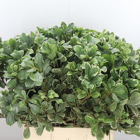 Pittosporum Ilan 40cm | Wholesale Dutch Flowers & Florist Supplies UK