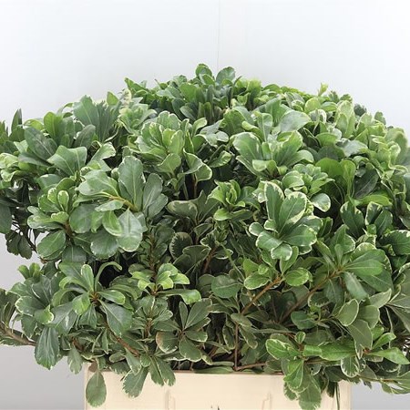 Pittosporum Ilan 70cm | Wholesale Dutch Flowers & Florist Supplies UK