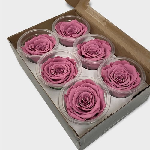 Luxury One Year Preserved Roses Dark Pink | Preserved Rose Heads UK ...