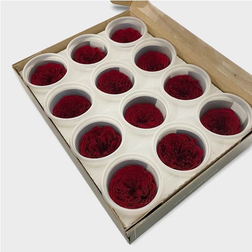 Luxury One Year Preserved Roses Red Garden 12's | Preserved Rose Heads ...
