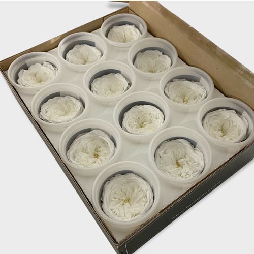 Luxury One Year Preserved Roses White Garden 12's | Preserved Rose ...