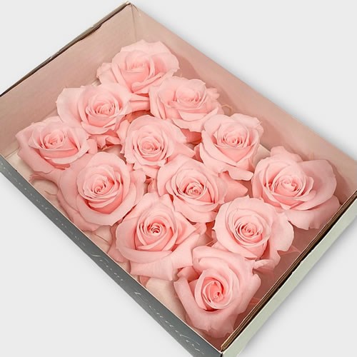Luxury One Year Preserved Roses Light Pink | Preserved Rose Heads UK ...