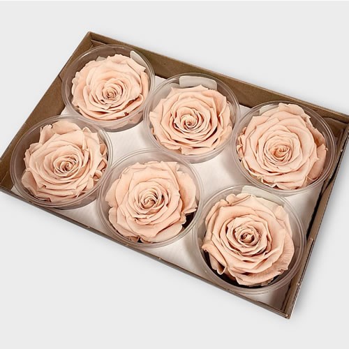 Luxury One Year Preserved Roses Peach L+ | Preserved Rose Heads UK ...