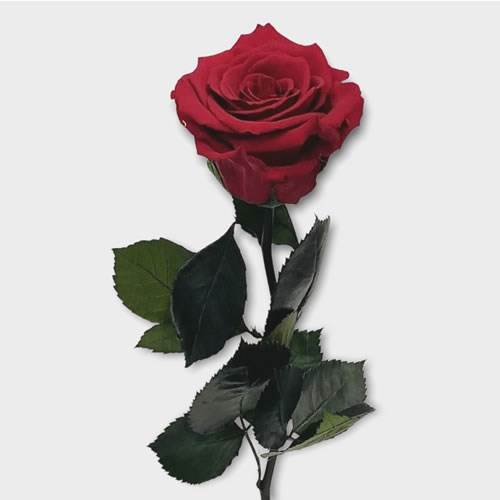 Luxury One Year Preserved Rose Red 30cm | Preserved Rose Heads UK ...