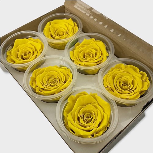 Luxury One Year Preserved Roses Yellow | Preserved Rose Heads UK ...