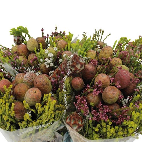 Protea Cone Mix Bouquets 40cm | Wholesale Dutch Flowers & Florist ...