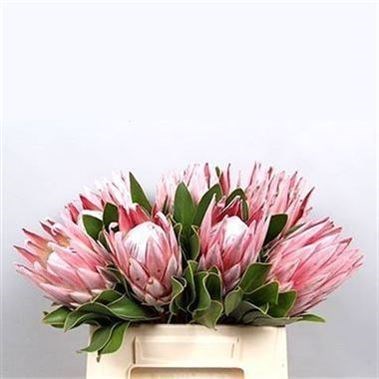 Protea Cynaroides 40cm | Wholesale Dutch Flowers & Florist Supplies UK
