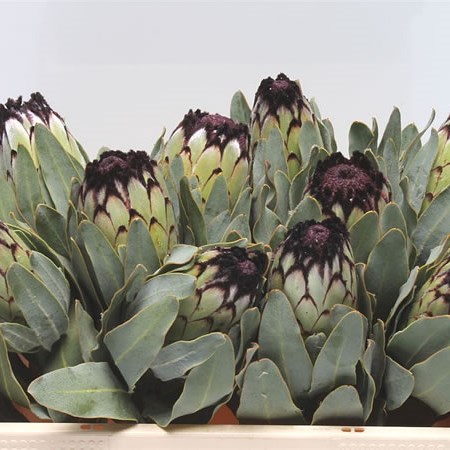 Protea Niobe 50cm | Wholesale Dutch Flowers & Florist Supplies UK