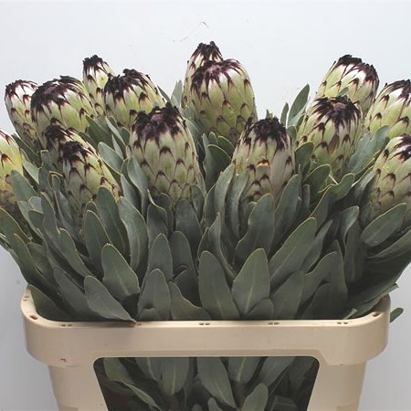 Protea Niobe 80cm | Wholesale Dutch Flowers & Florist Supplies UK