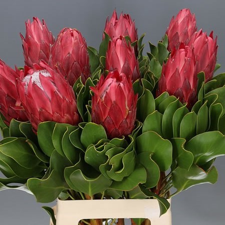 Protea Red Rex 40cm | Wholesale Dutch Flowers & Florist Supplies UK