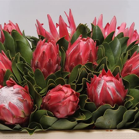 Protea Red Rex 50cm | Wholesale Dutch Flowers & Florist Supplies UK