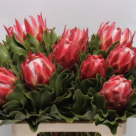Protea Red Rex 60cm | Wholesale Dutch Flowers & Florist Supplies UK