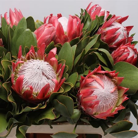 Protea Red Rex 80cm | Wholesale Dutch Flowers & Florist Supplies UK
