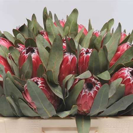 Protea Sheila 50cm | Wholesale Dutch Flowers & Florist Supplies UK