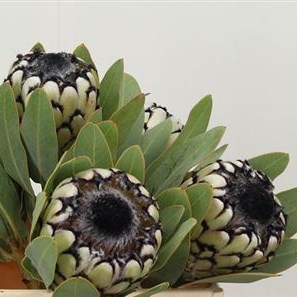 Protea Snow Leopard 40cm | Wholesale Dutch Flowers & Florist Supplies UK
