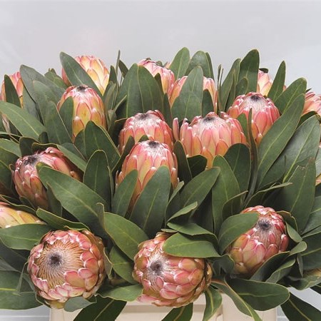 Protea Susara 40cm | Wholesale Dutch Flowers & Florist Supplies UK