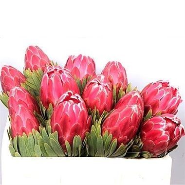 Protea Venus 40cm | Wholesale Dutch Flowers & Florist Supplies UK