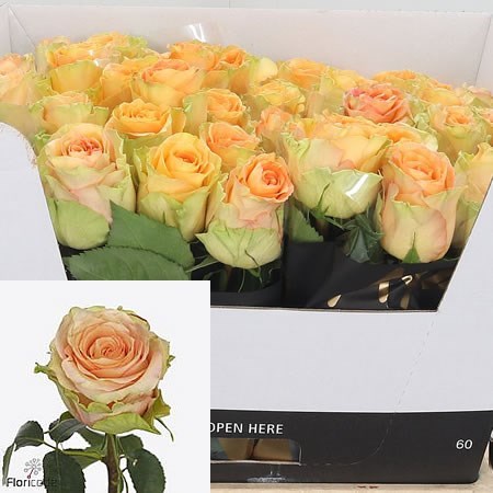 ROSE RAINBOW PEACH 60cm | Wholesale Dutch Flowers & Florist Supplies UK