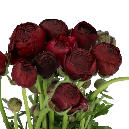RANUNCULUS AAZUR BLACK 45cm | Wholesale Dutch Flowers & Florist Supplies UK