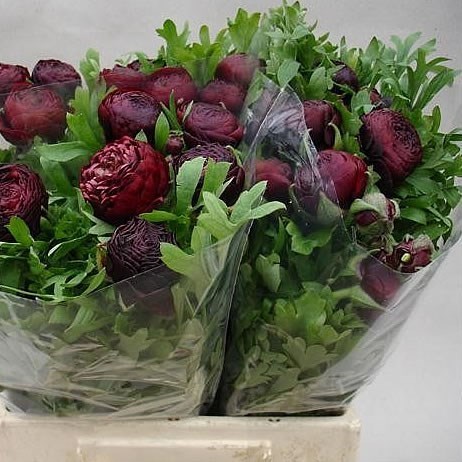 RANUNCULUS AAZUR BORDEAUX EX 40cm | Wholesale Dutch Flowers & Florist ...