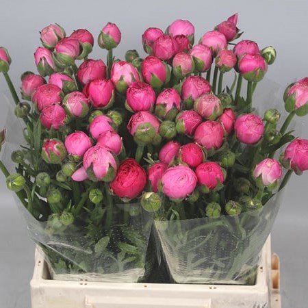 RANUNCULUS AAZUR DEEP PINK 40cm | Wholesale Dutch Flowers & Florist ...