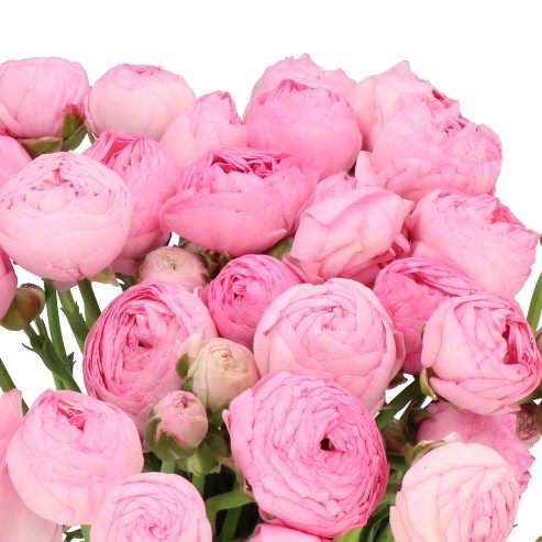 RANUNCULUS AAZUR LIGHT PINK EX 45cm | Wholesale Dutch Flowers & Florist ...
