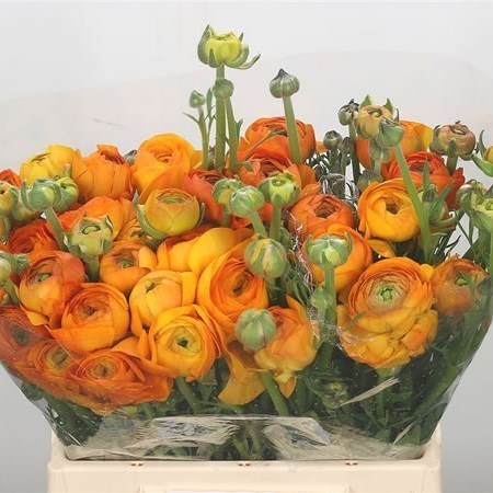 RANUNCULUS AAZUR ORANGE EX 45cm | Wholesale Dutch Flowers & Florist ...
