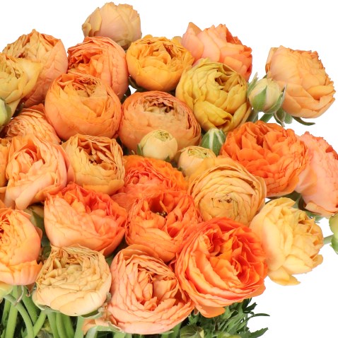 RANUNCULUS AAZUR PEACH 40cm | Wholesale Dutch Flowers & Florist Supplies UK