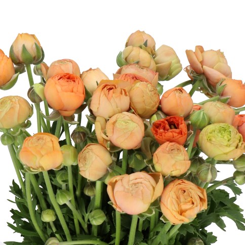 Peach Ranunculus