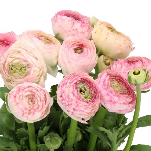 RANUNCULUS AAZUR PINK STRIPE EXTRA 45cm | Wholesale Dutch Flowers ...