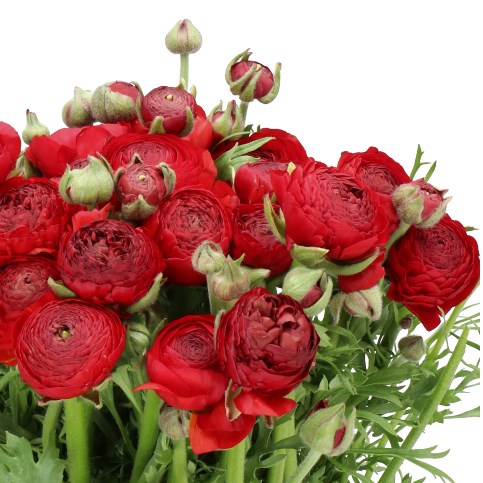 RANUNCULUS AAZUR RED 45cm | Wholesale Dutch Flowers & Florist Supplies UK