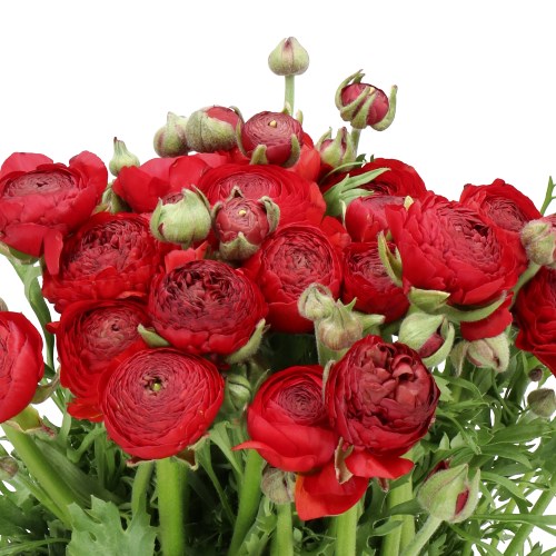 RANUNCULUS AAZUR RED EX 40cm | Wholesale Dutch Flowers & Florist ...
