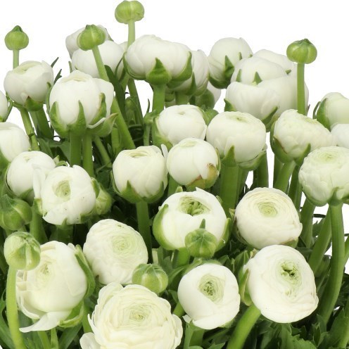 RANUNCULUS AAZUR WHITE 40cm | Wholesale Dutch Flowers & Florist Supplies UK