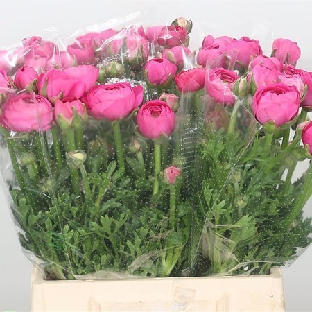 RANUNCULUS AMANDINE BONBON 40cm | Wholesale Dutch Flowers & Florist ...