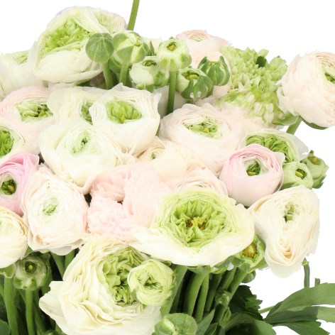 RANUNCULUS AMANDINE CHAMALLOW 40cm | Wholesale Dutch Flowers & Florist ...
