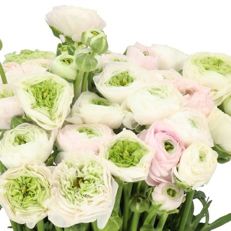 RANUNCULUS AMANDINE CHAMALLOW 40cm | Wholesale Dutch Flowers & Florist ...