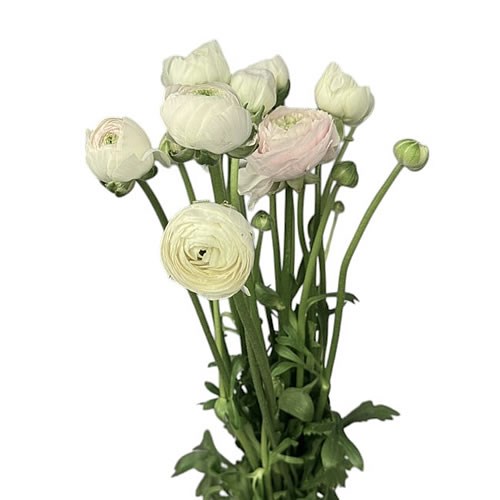 RANUNCULUS AMANDINE CHAMALLOW SUPER 45cm | Wholesale Dutch Flowers ...
