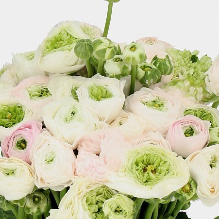 RANUNCULUS AMANDINE CHAMALLOW SUPER 45cm | Wholesale Dutch Flowers ...