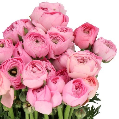 RANUNCULUS AMANDINE MARSHMALLOW 50cm | Wholesale Dutch Flowers ...